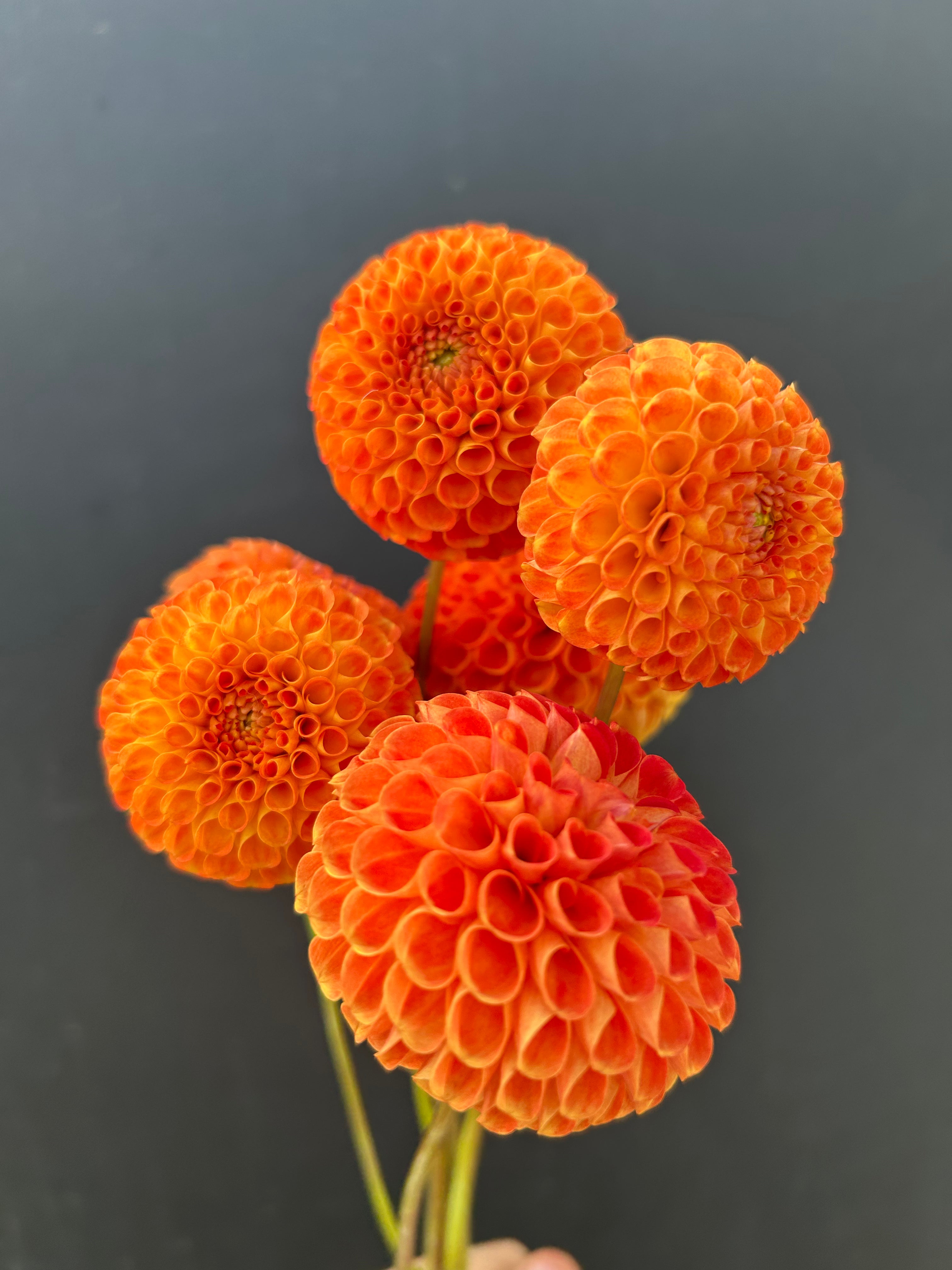 Dahlia Tuber: Bantling – Farmlet